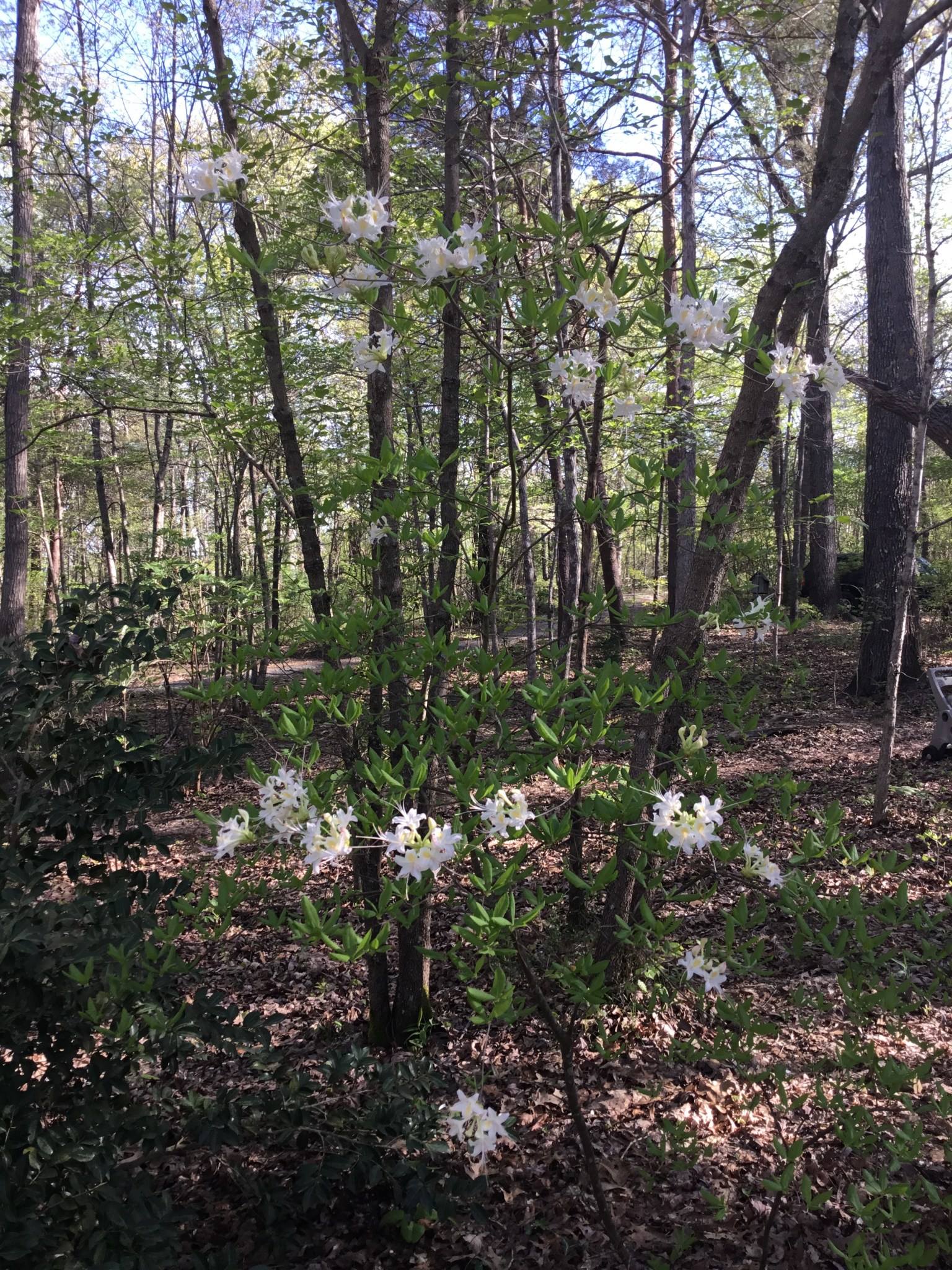 Native Rhododendrons, Part III–Rhododendron alabamense and Rhododendron ...