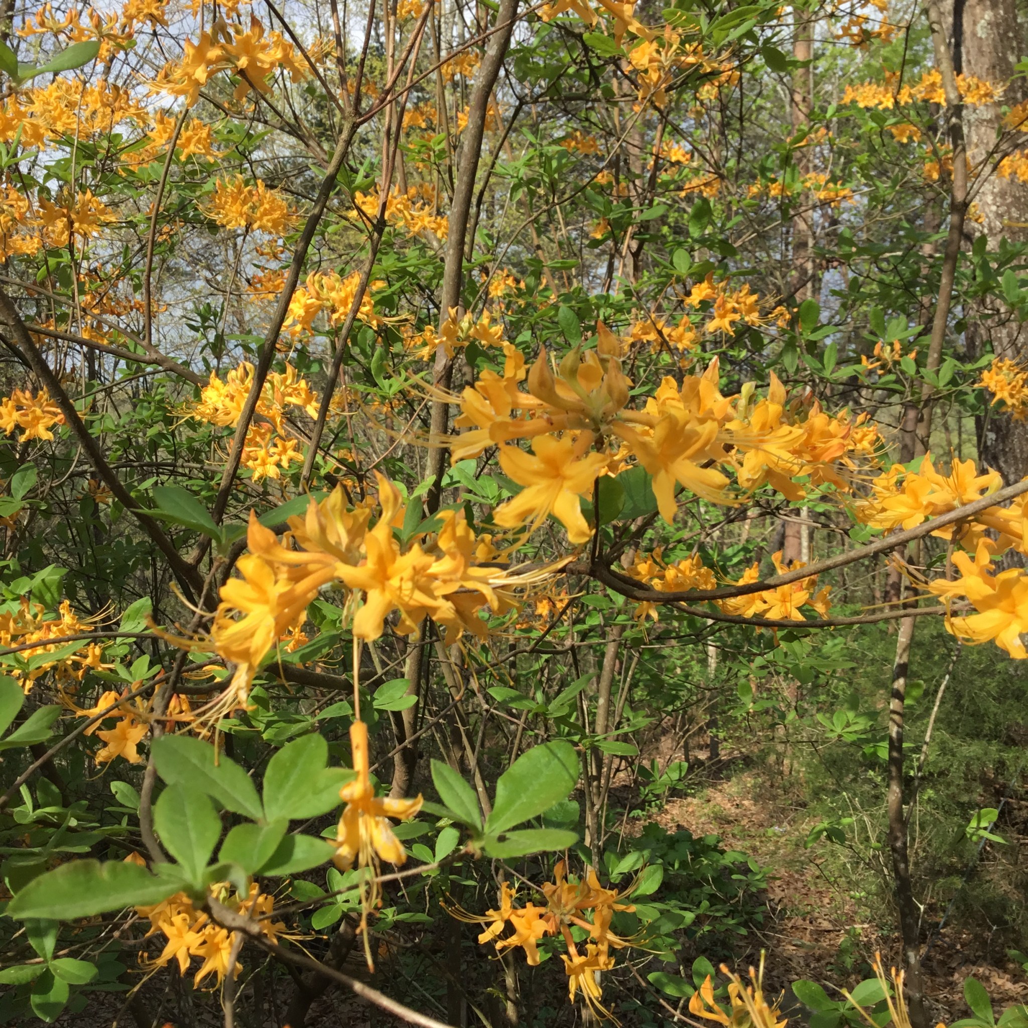 Native Rhododendrons, Part II: Rhododendron austrinum – Southern Fusion ...