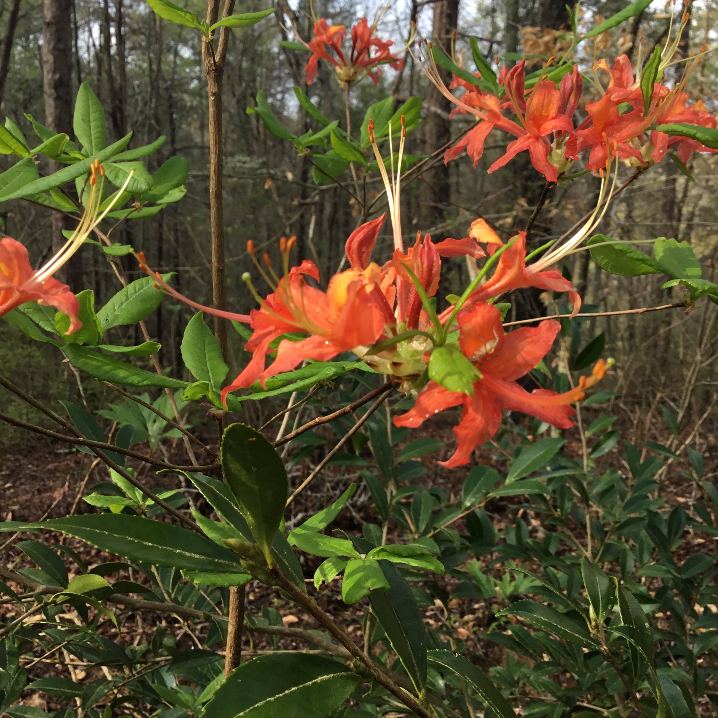 Native Rhododendrons – Southern Fusion Cooking