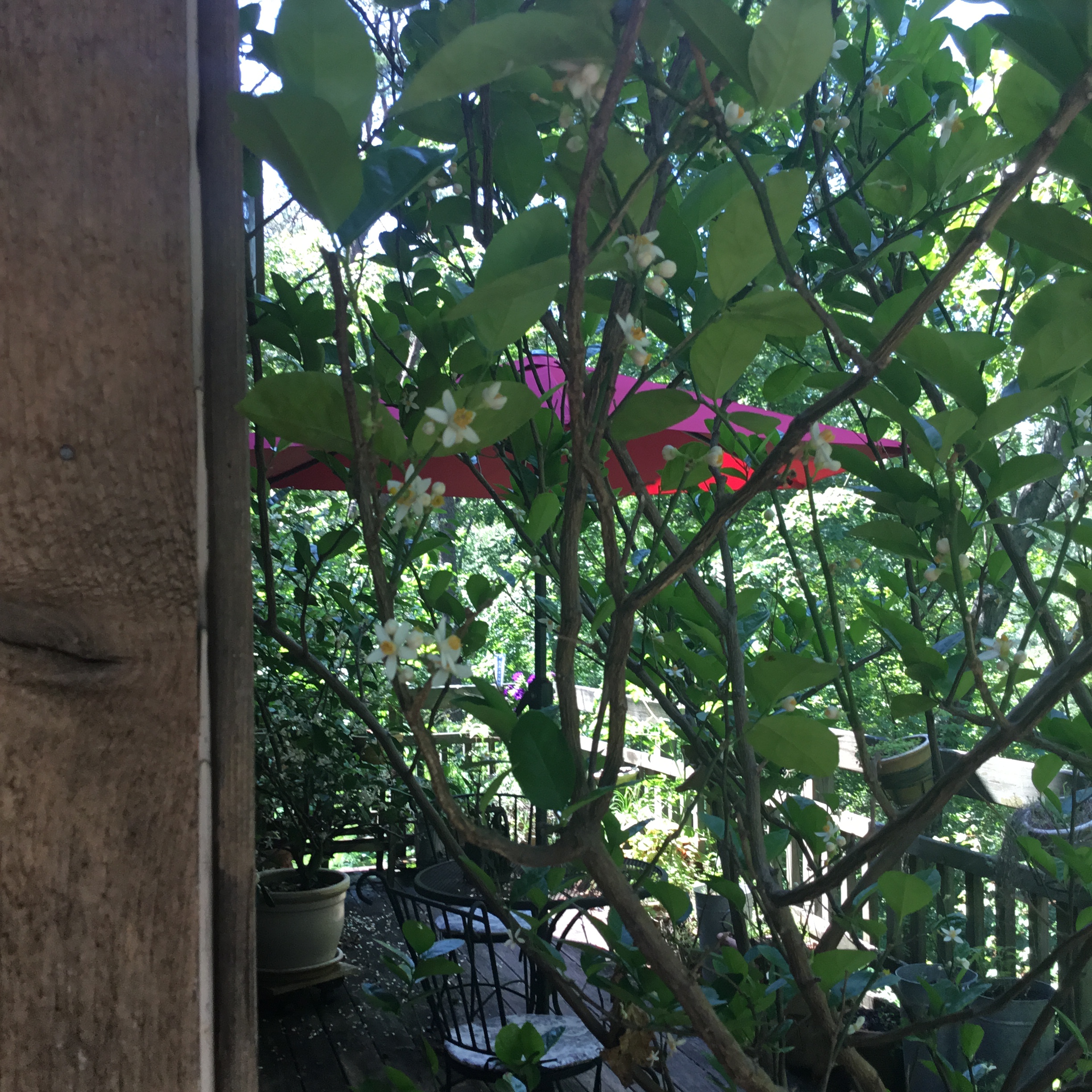 Citrus in Bloom – Southern Fusion Cooking