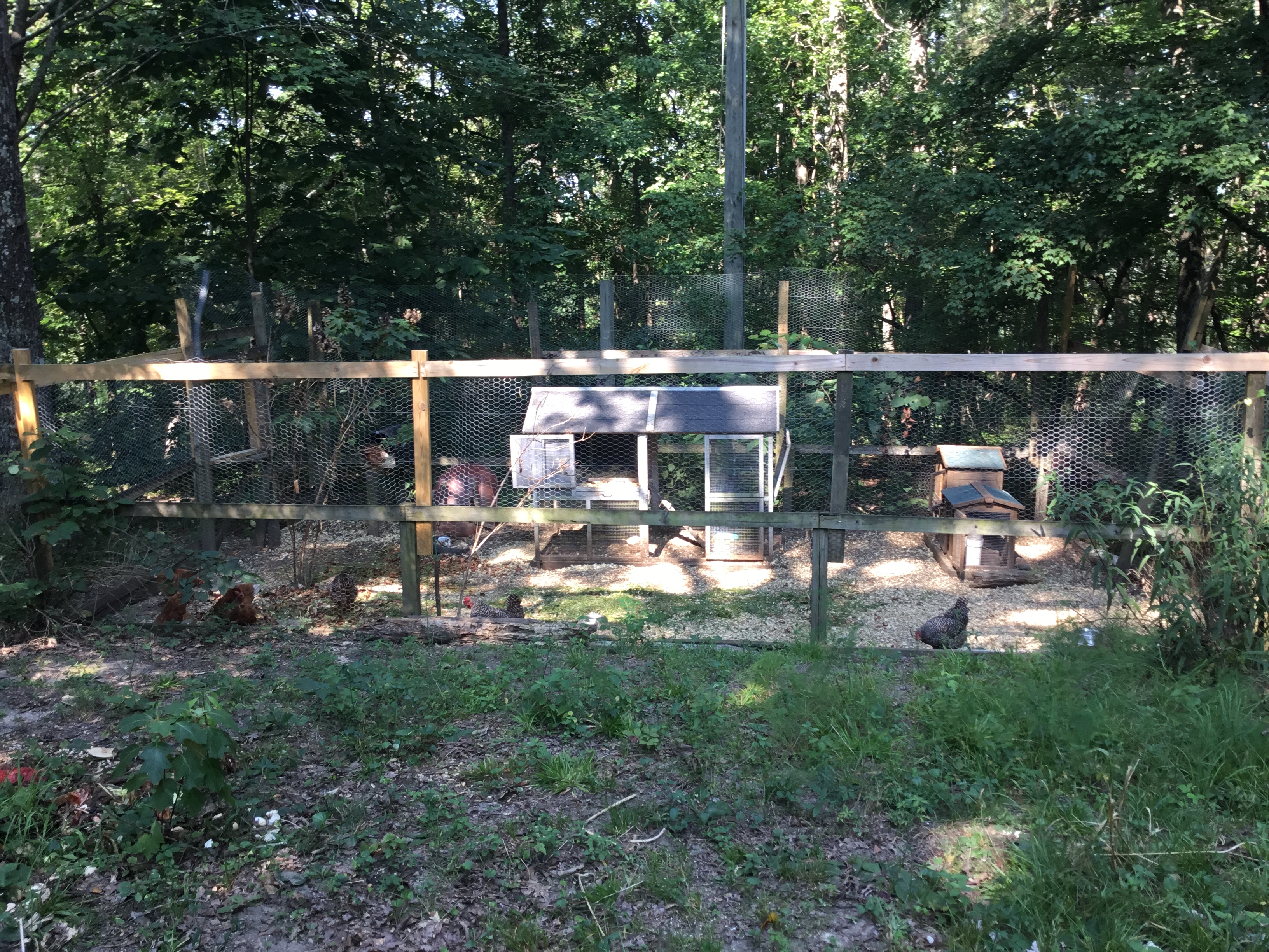 The Chicken Run – Southern Fusion Cooking