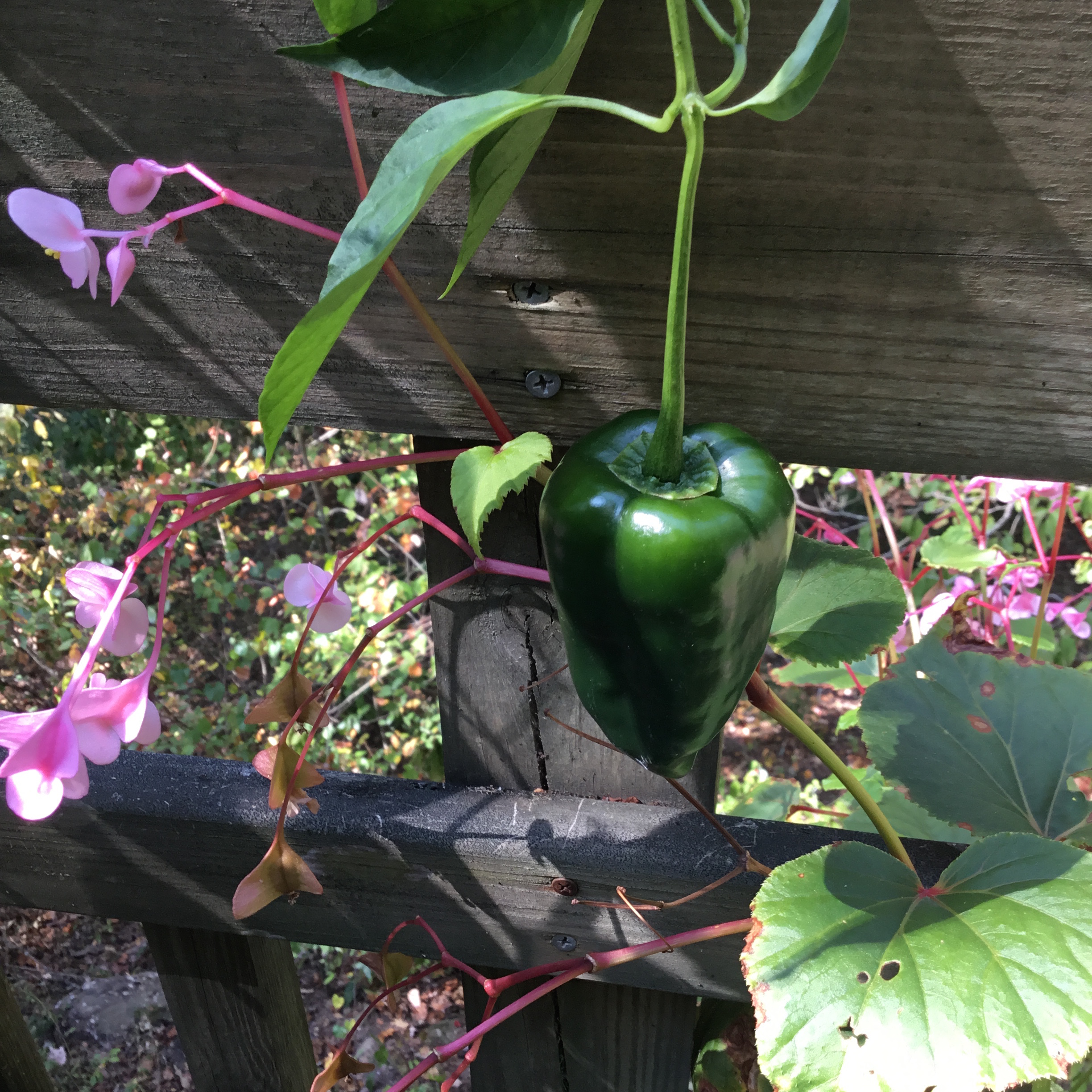 Pepper “Poblano” – Southern Fusion Cooking