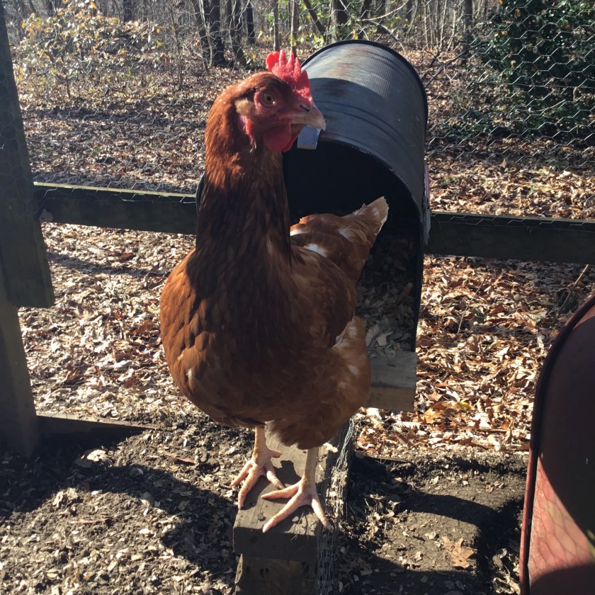 Four French Hens – Southern Fusion Cooking