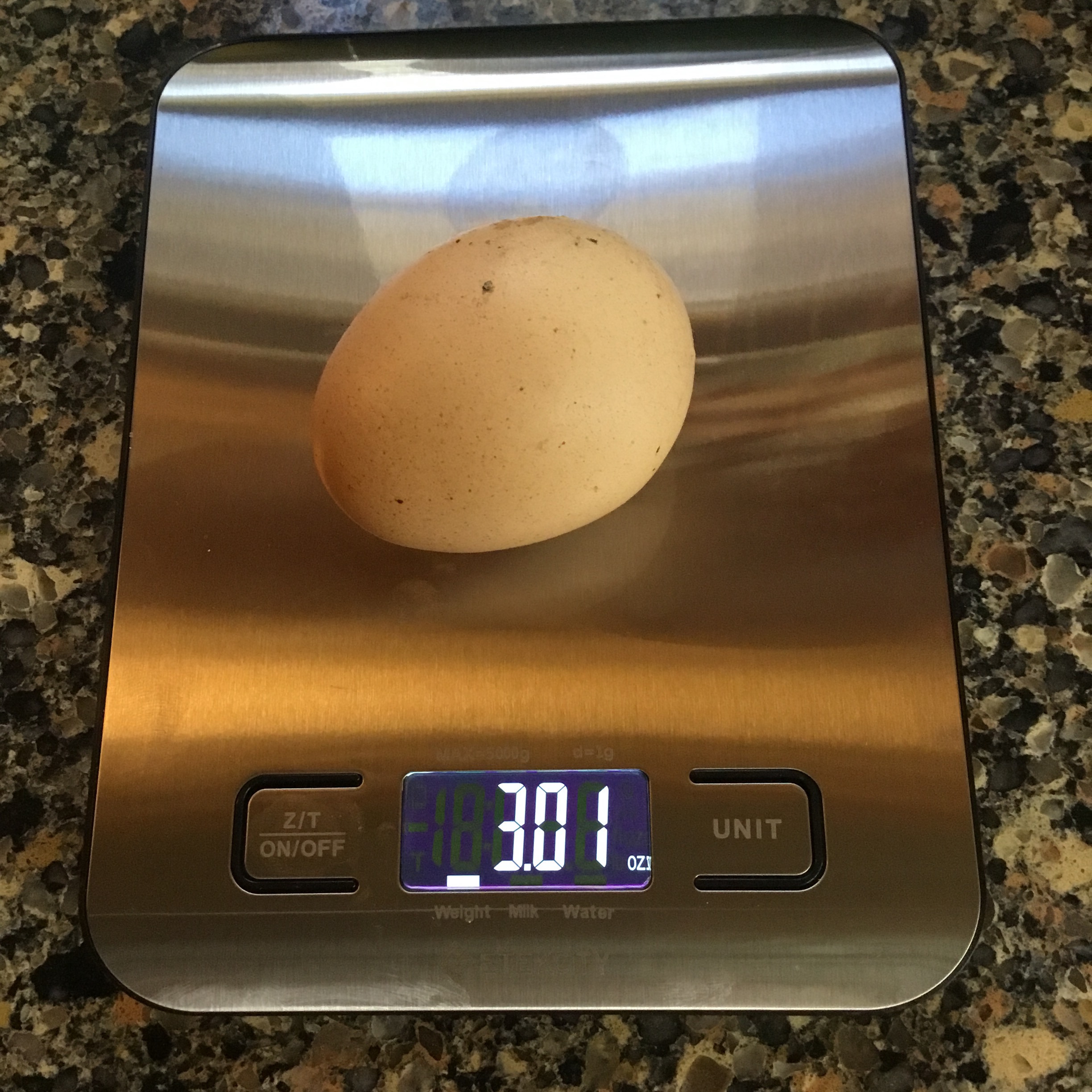 Want Jumbo Eggs? Raise Jumbo Chickens – Southern Fusion Cooking